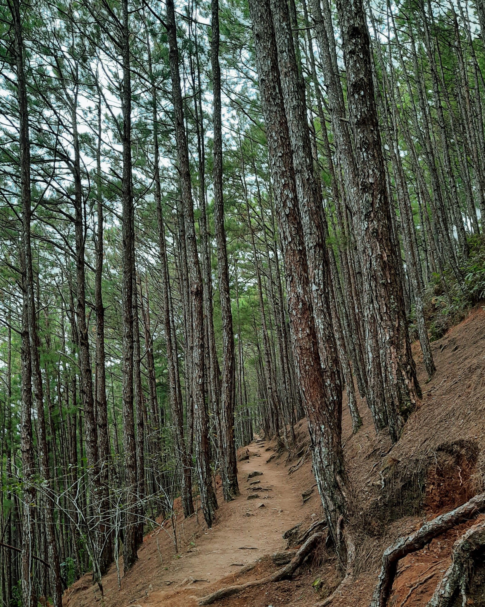 Revisiting Baguio City: Mirador Hill and Camp John Hay Yellow Trail ...