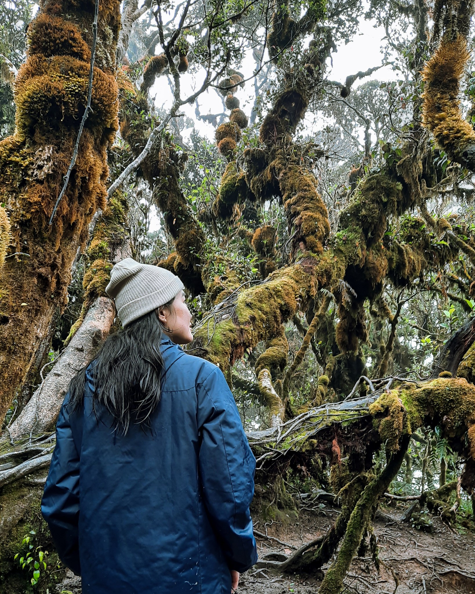 Hiking Mount Pulag for the First Time – Graphic Wanderlust
